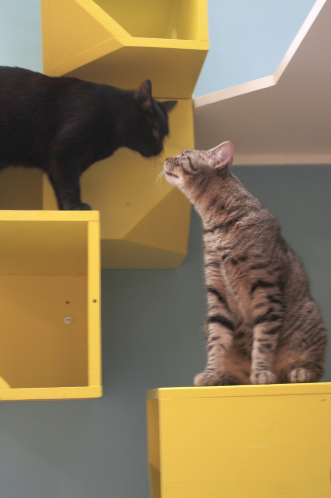 Aristide, le premier hôtel pour chats à Paris ! – Deedee